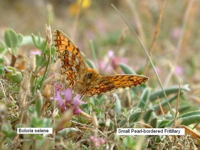 Small Pearl-bordered Fritillary | British Wildlife Wiki | Fandom