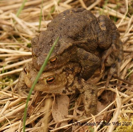 Amplexus | British Wildlife Wiki | Fandom