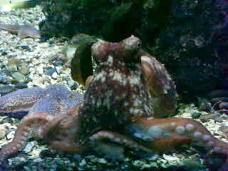 Common Octopus | British Wildlife Wiki | Fandom