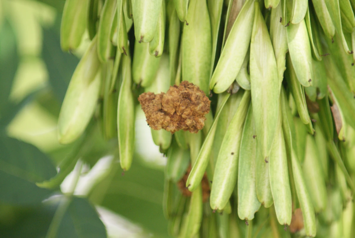 Ash Key Gall | British Wildlife Wiki | Fandom
