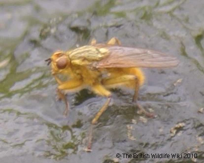 Common Yellow Dung Fly | British Wildlife Wiki | Fandom