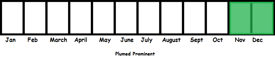 Plumed Prominent | British Wildlife Wiki | Fandom