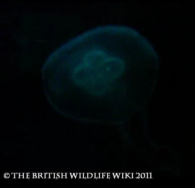 Common Jellyfish | British Wildlife Wiki | Fandom