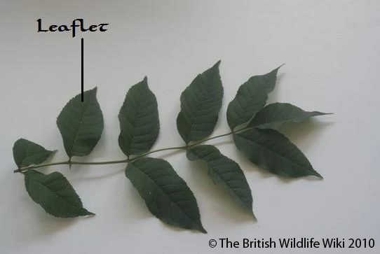 Leaflet | British Wildlife Wiki | Fandom