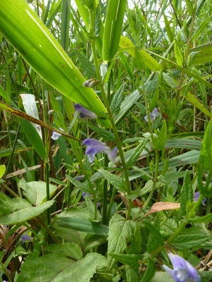 Common Skullcap | British Wildlife Wiki | Fandom