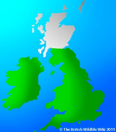 Alcathoe Bat | British Wildlife Wiki | Fandom