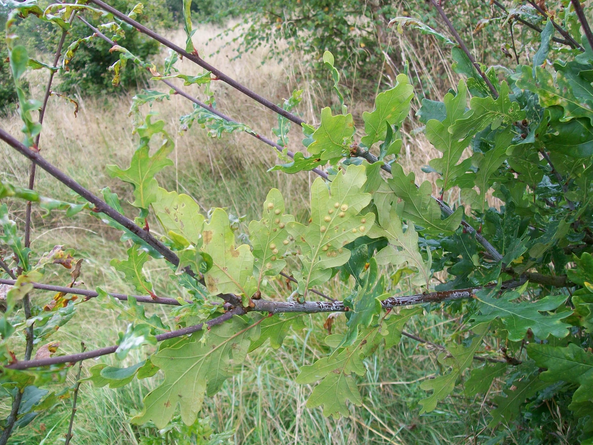 Common Spangle Gall | British Wildlife Wiki | Fandom
