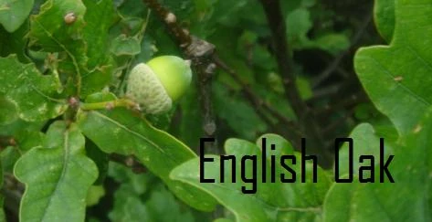 English Oak | British Wildlife Wiki | Fandom