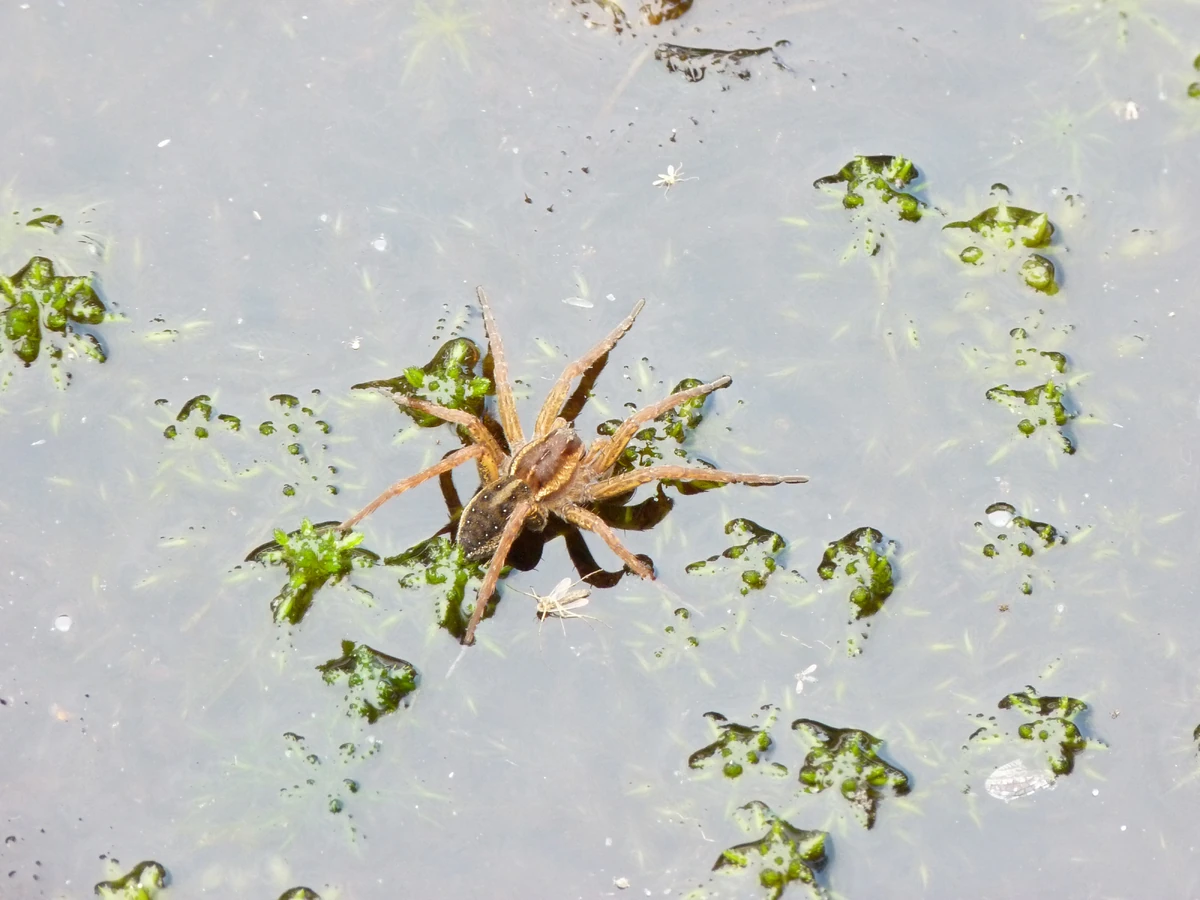 Raft Spider | British Wildlife Wiki | Fandom