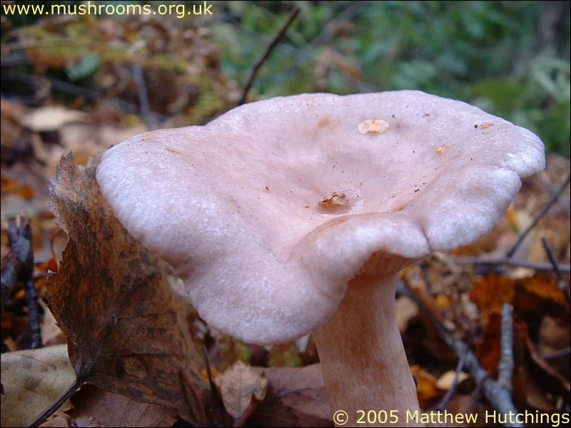 Wood Blewit | British Wildlife Wiki | Fandom
