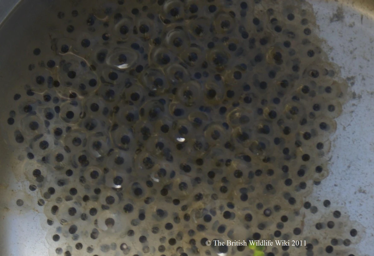 Frog Spawn | British Wildlife Wiki | Fandom