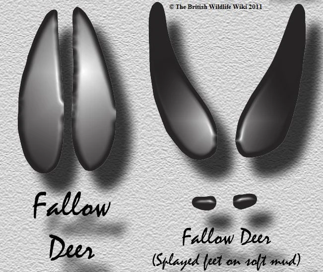 Fallow Deer Tracks | British Wildlife Wiki | Fandom