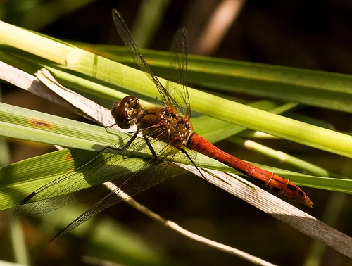 Ruddy Darter | British Wildlife Wiki | Fandom