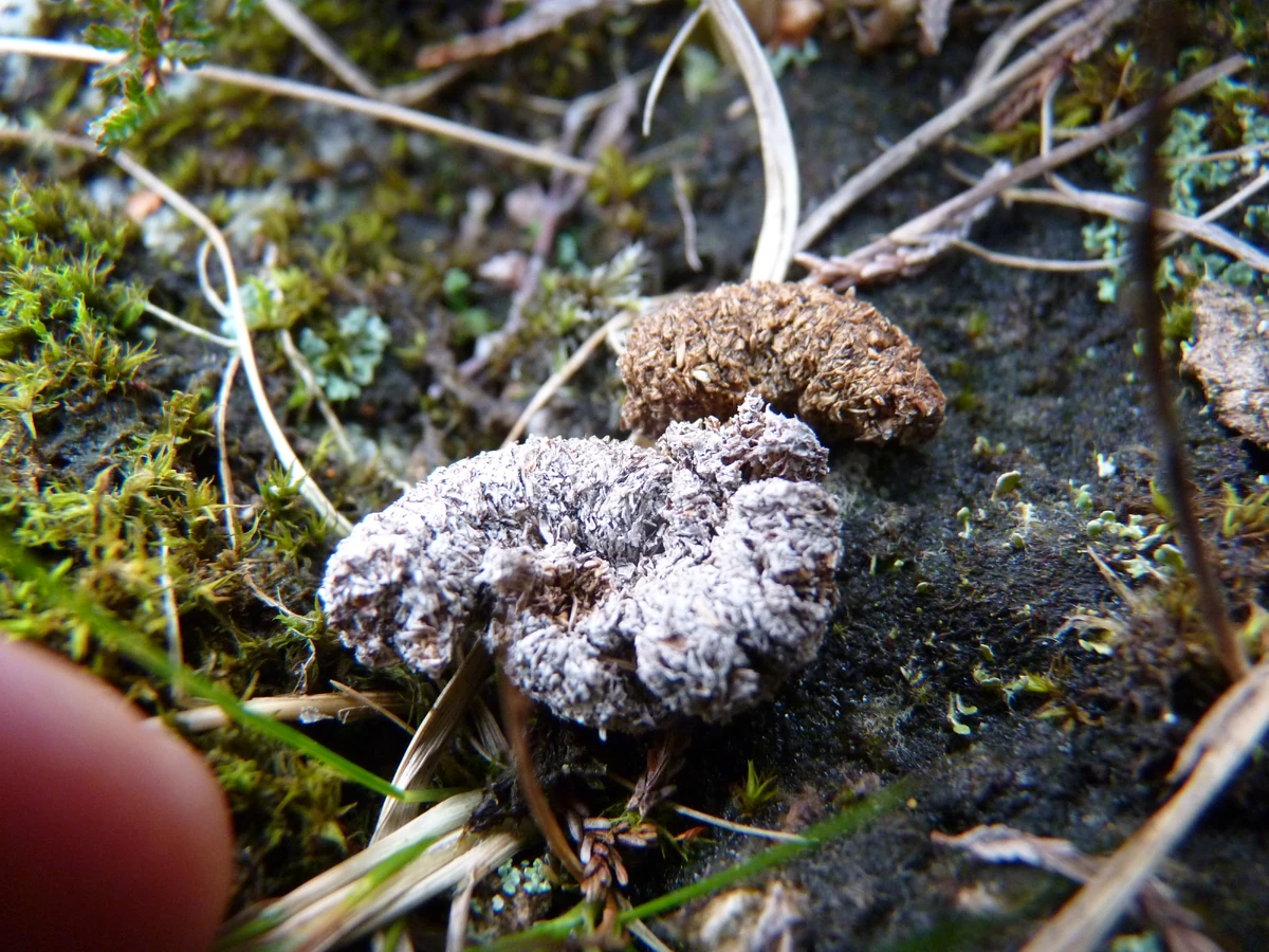 Bird Droppings | British Wildlife Wiki | Fandom