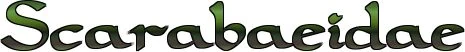 Category:Scarabaeidae | British Wildlife Wiki | Fandom