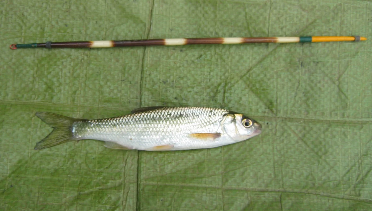 Dace | British Wildlife Wiki | Fandom