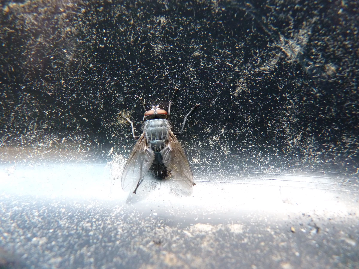 Bluebottle | British Wildlife Wiki | Fandom