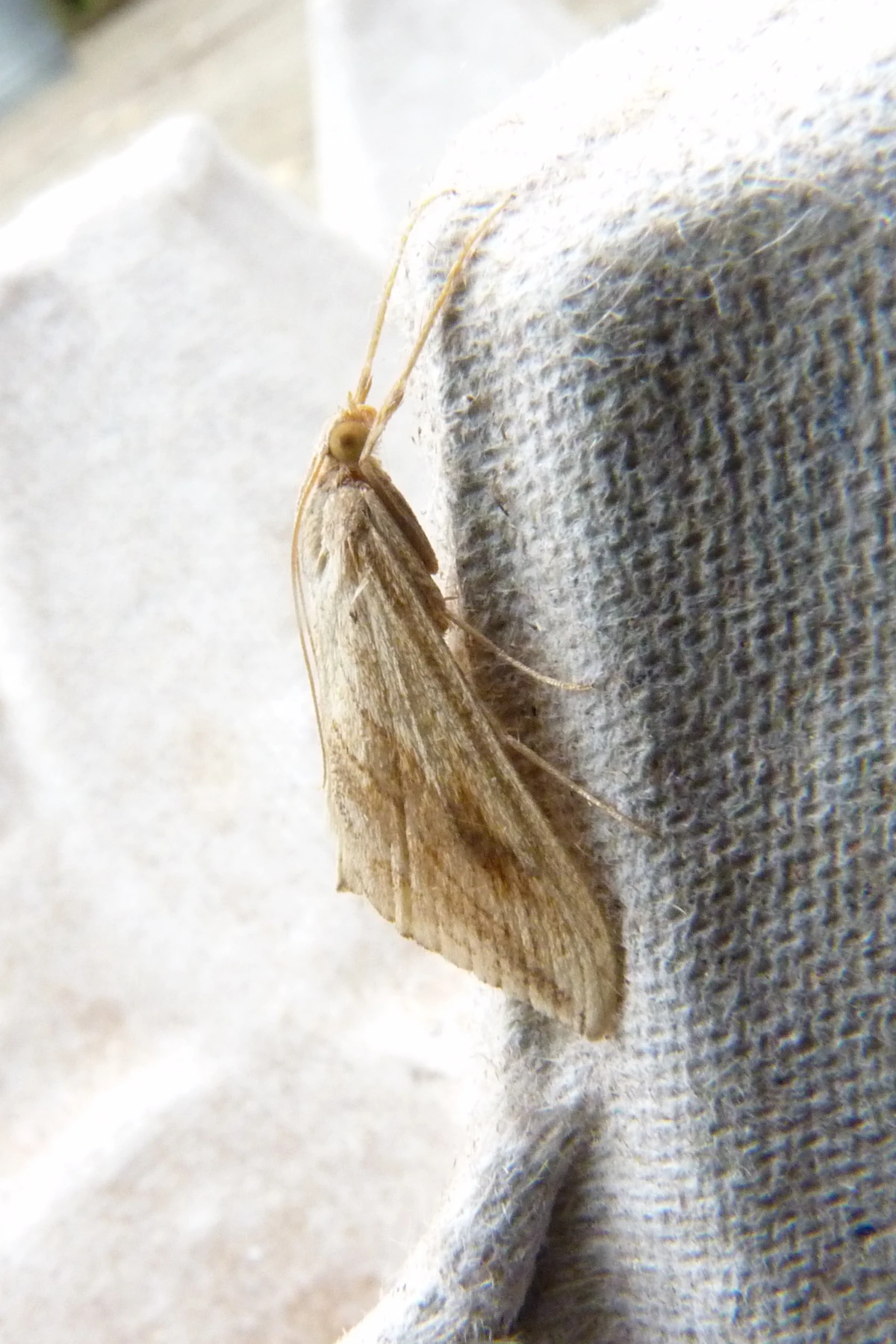 Garden Pebble | British Wildlife Wiki | Fandom