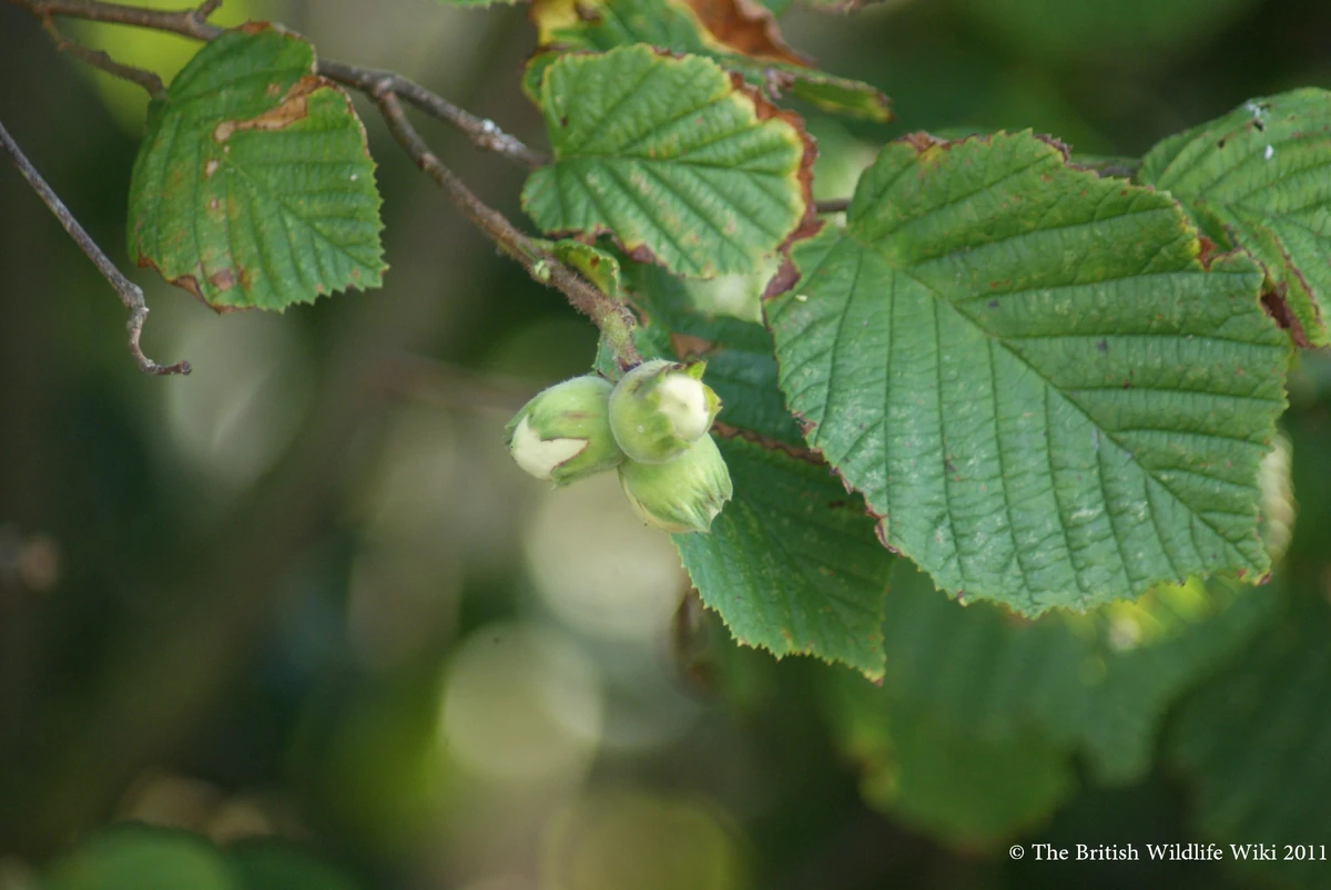 Hazel | British Wildlife Wiki | Fandom