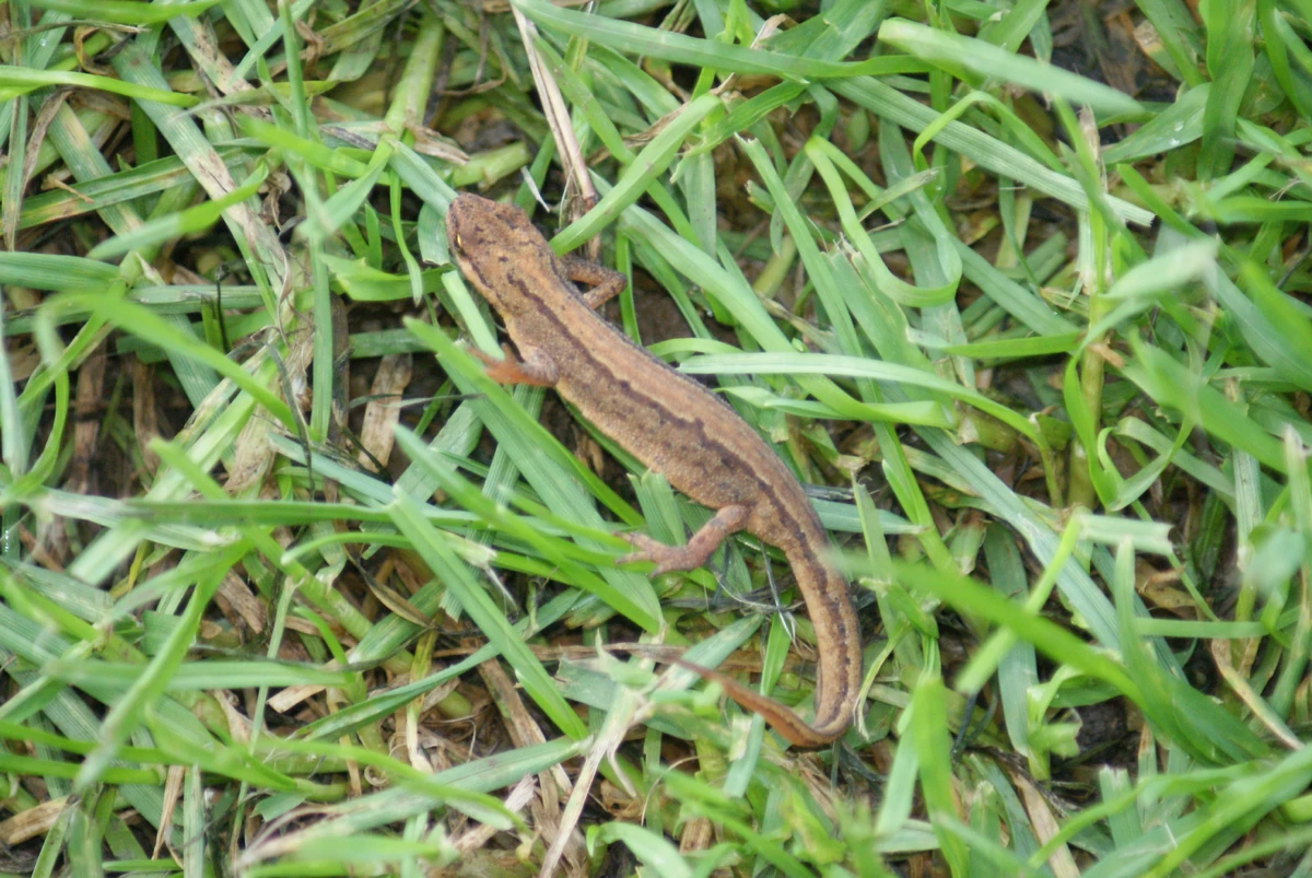 Palmate Newt | British Wildlife Wiki | Fandom