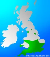 Hazel Dormouse | British Wildlife Wiki | Fandom