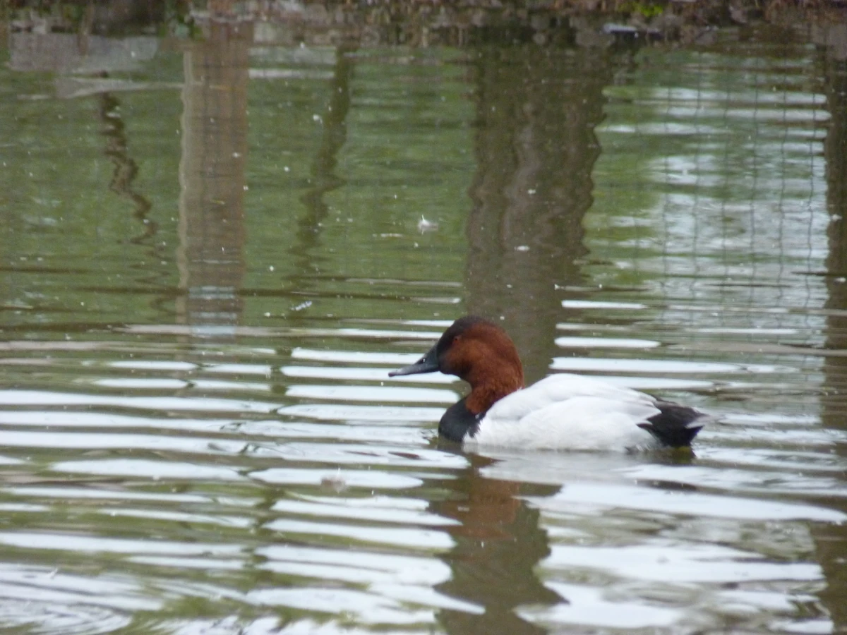 Canvasback | British Wildlife Wiki | Fandom