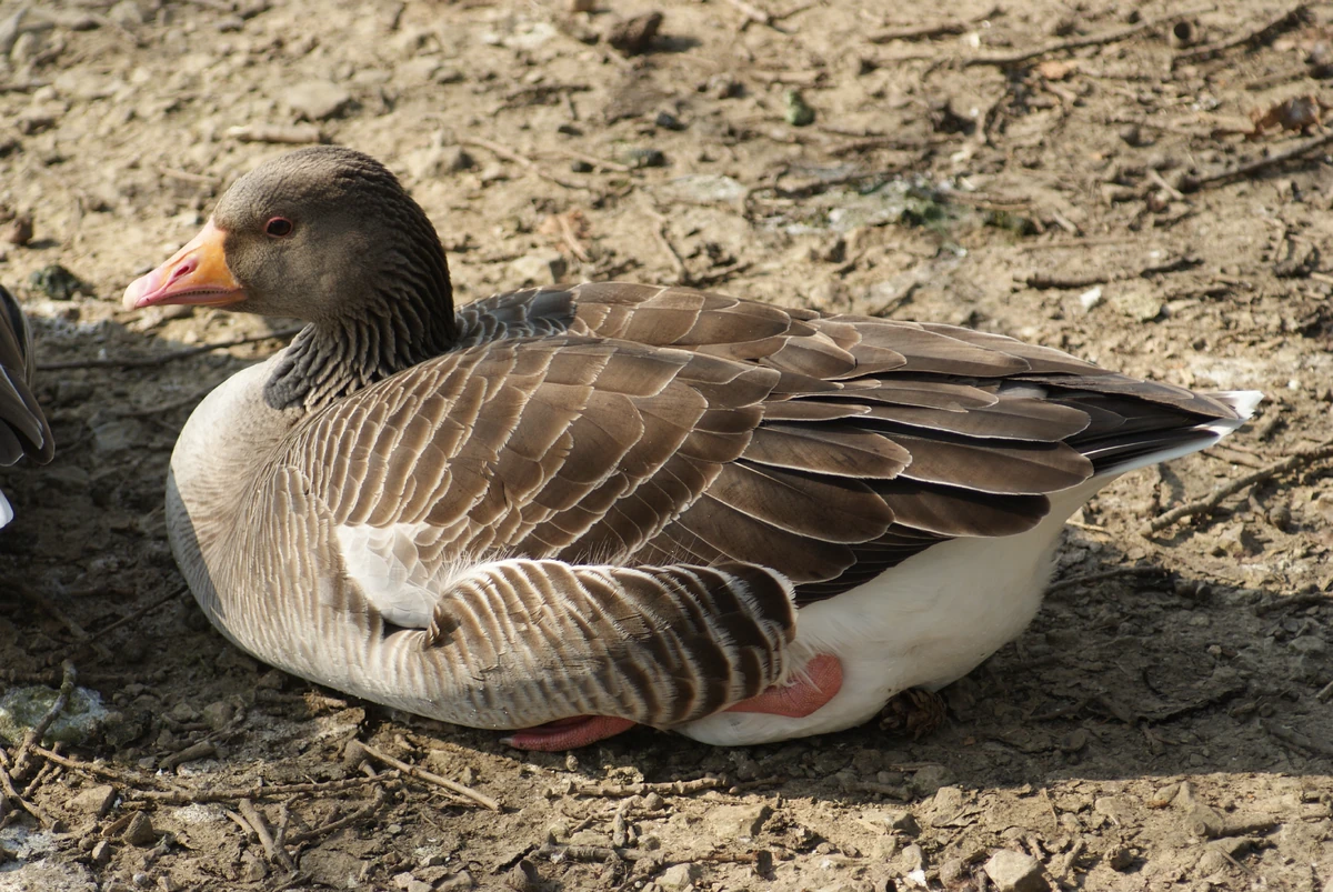 Greylag Goose | British Wildlife Wiki | Fandom
