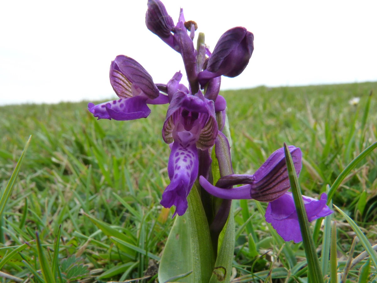 Green-winged Orchid | British Wildlife Wiki | Fandom