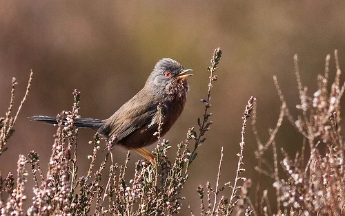 Dartford Warbler | British Wildlife Wiki | Fandom