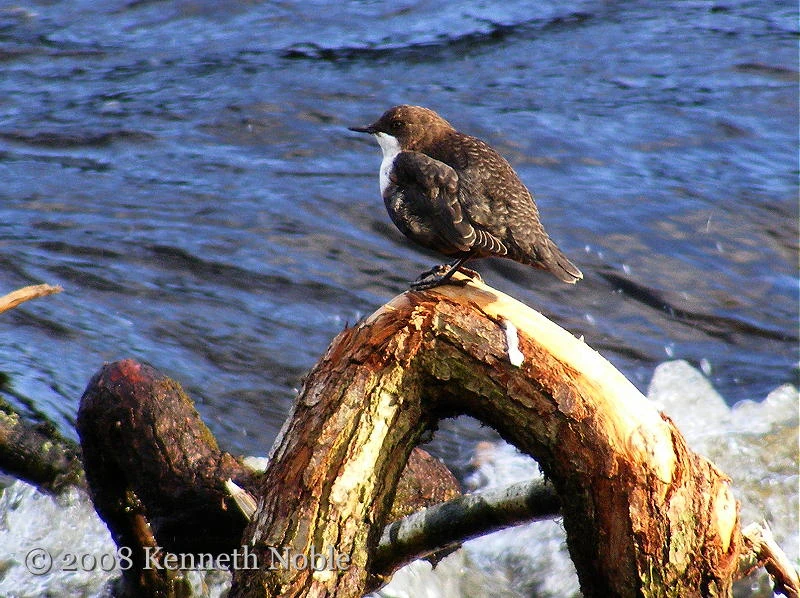 Dipper | British Wildlife Wiki | Fandom