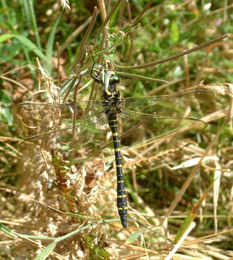 Golden-ringed Dragonfly | British Wildlife Wiki | Fandom