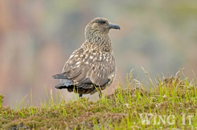 Great Skua | British Wildlife Wiki | Fandom