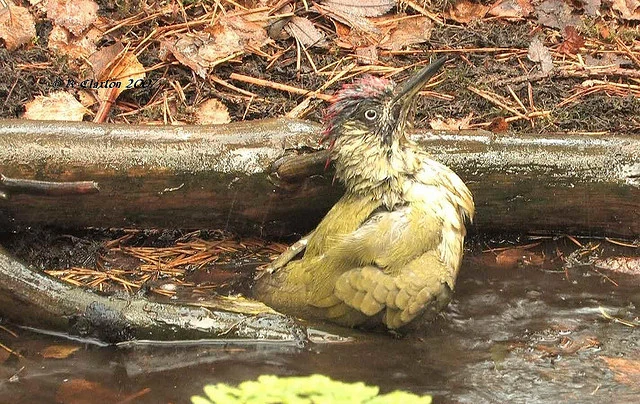 Green Woodpecker | British Wildlife Wiki | Fandom