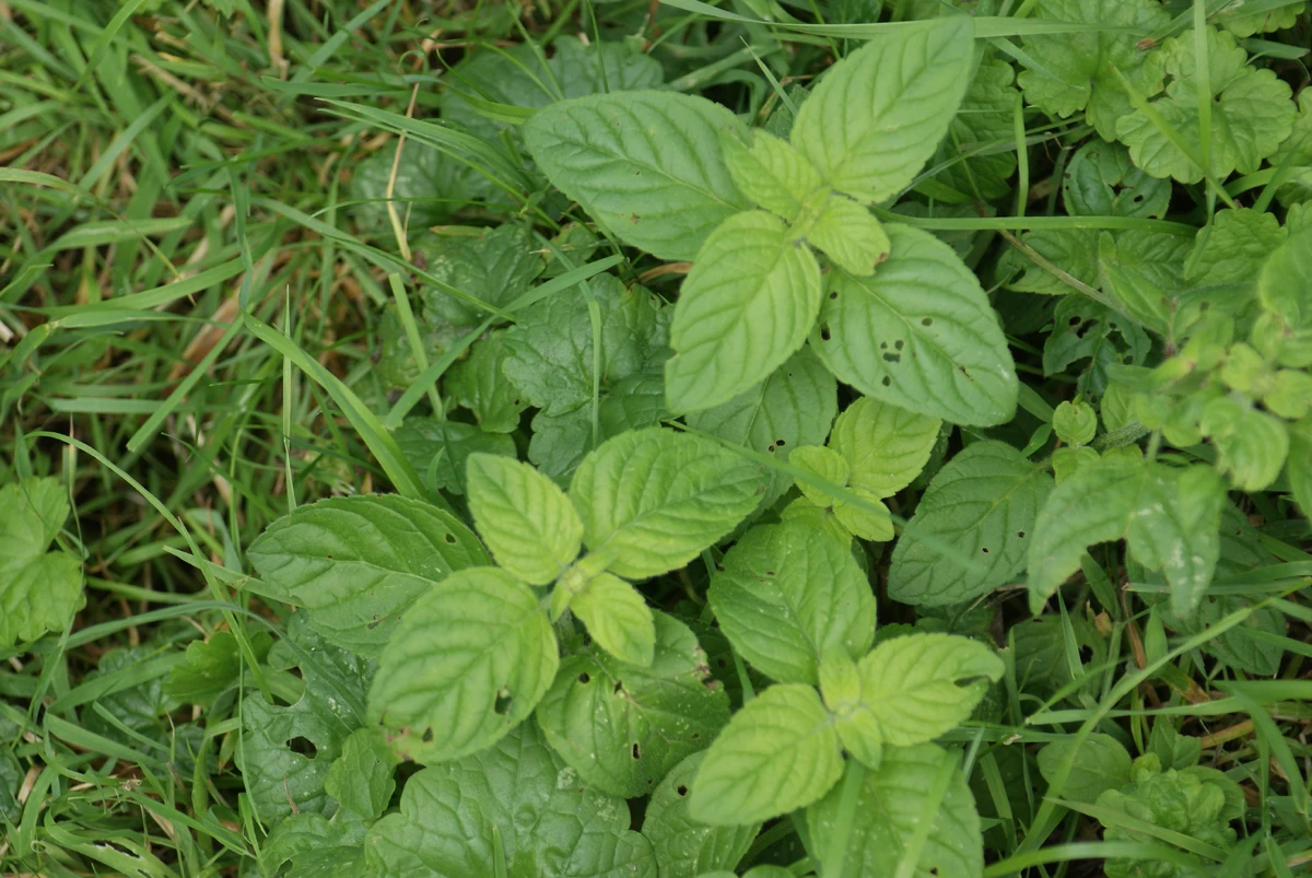 Water Mint | British Wildlife Wiki | Fandom