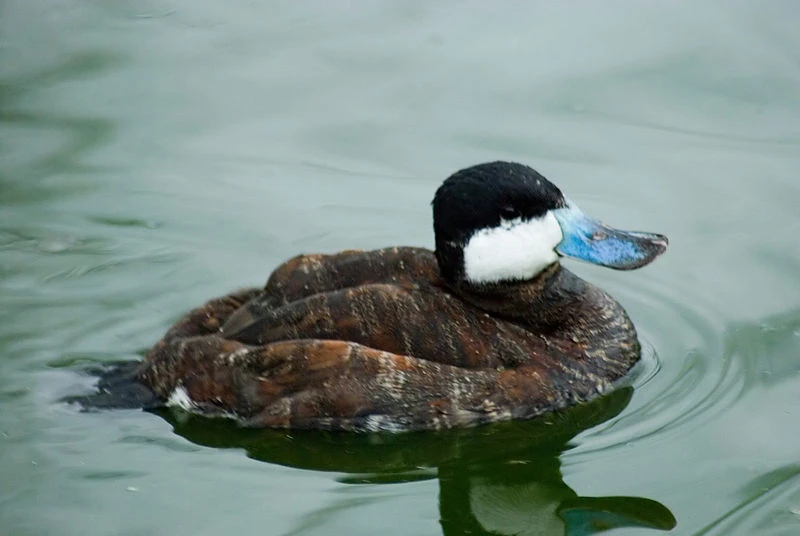 Ruddy Duck | British Wildlife Wiki | Fandom