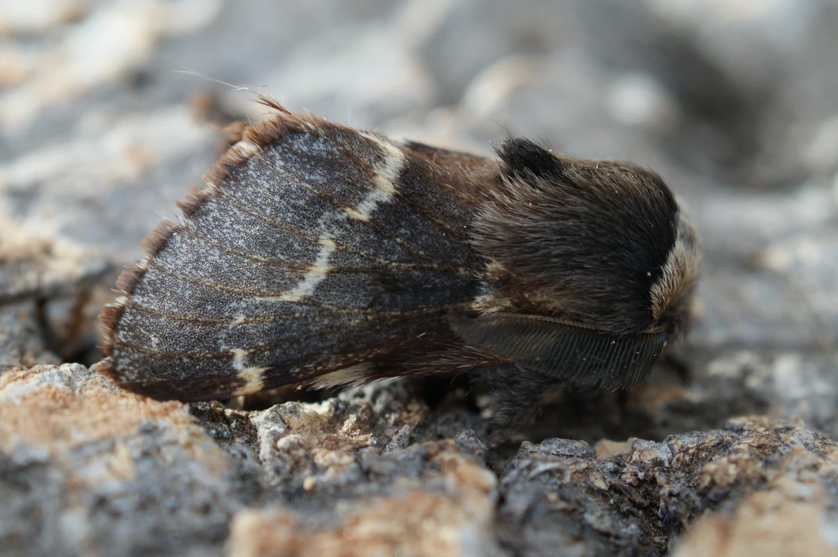 December Moth | British Wildlife Wiki | Fandom