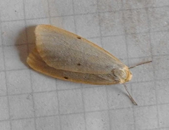 Four-dotted Footman | British Wildlife Wiki | Fandom