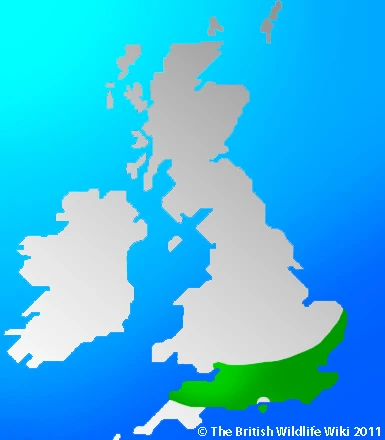 Serotine Bat | British Wildlife Wiki | Fandom