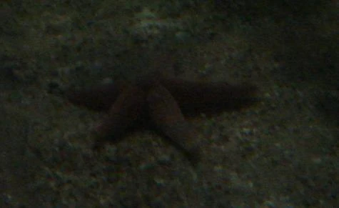 Common Starfish | British Wildlife Wiki | Fandom