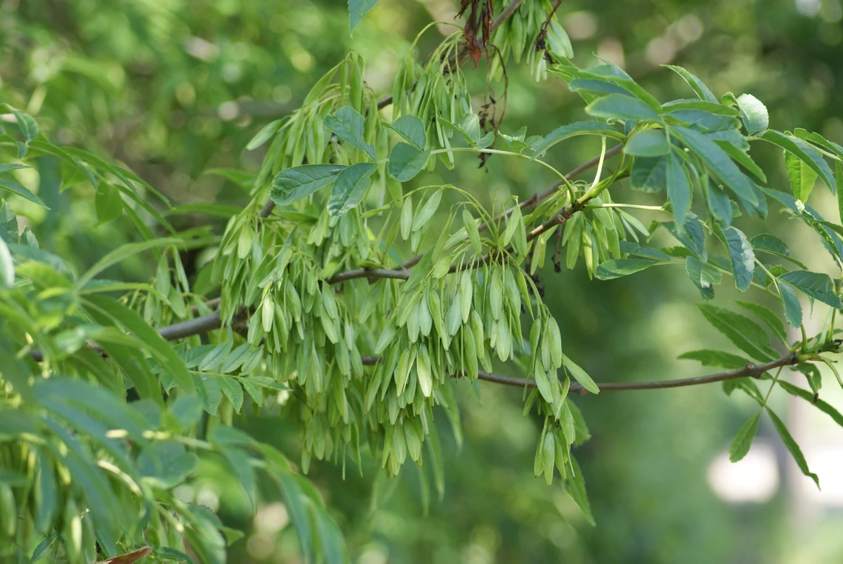 Common Ash | British Wildlife Wiki | Fandom