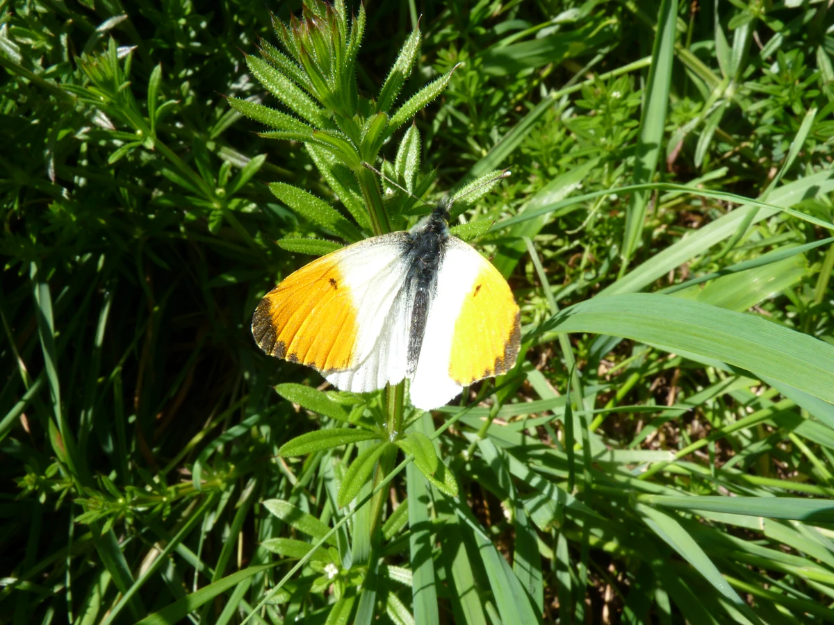 Orange Tip | British Wildlife Wiki | Fandom
