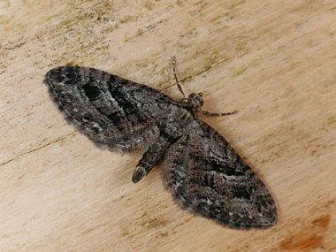 Juniper Pug | British Wildlife Wiki | Fandom