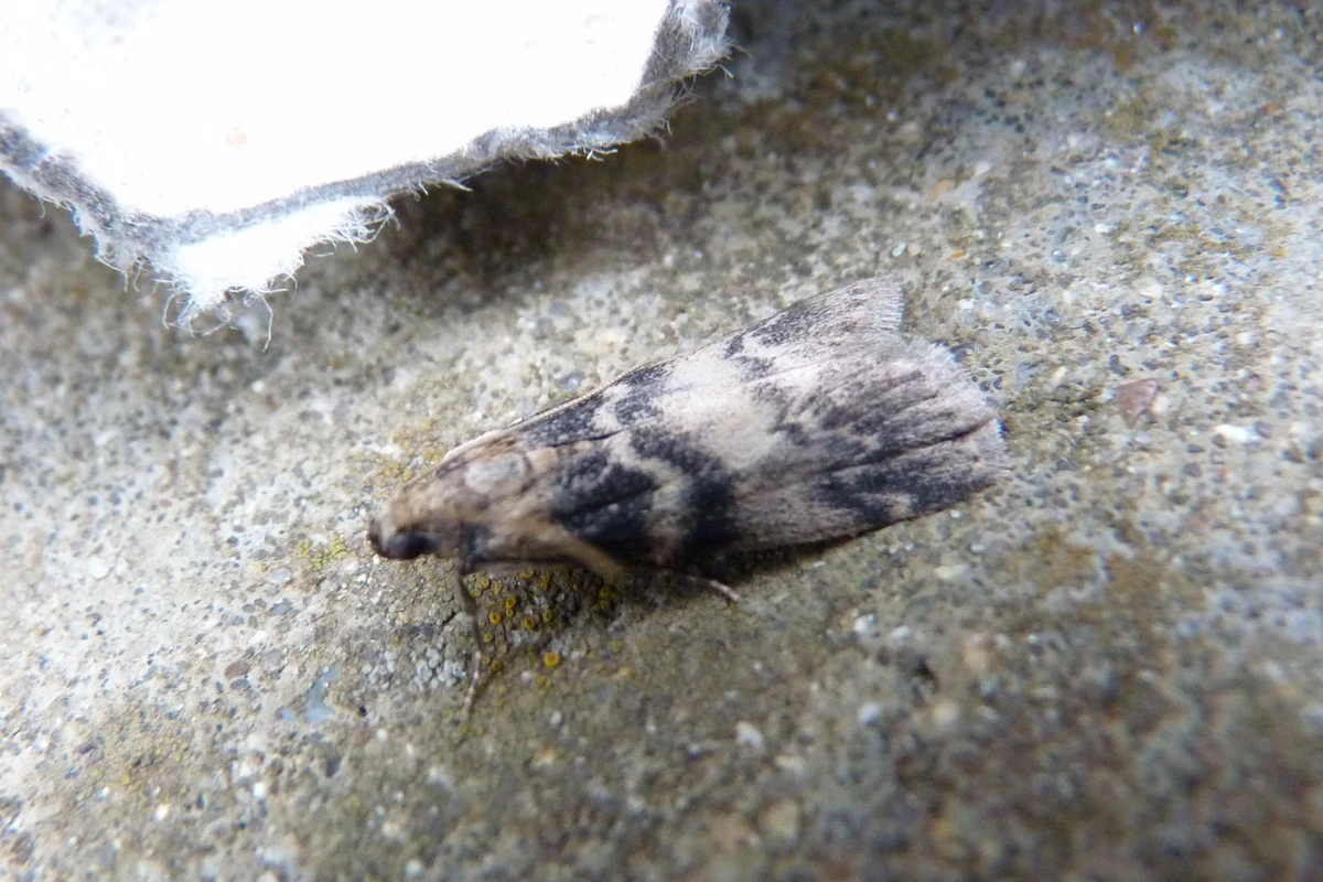 Euzophera pinguis | British Wildlife Wiki | Fandom