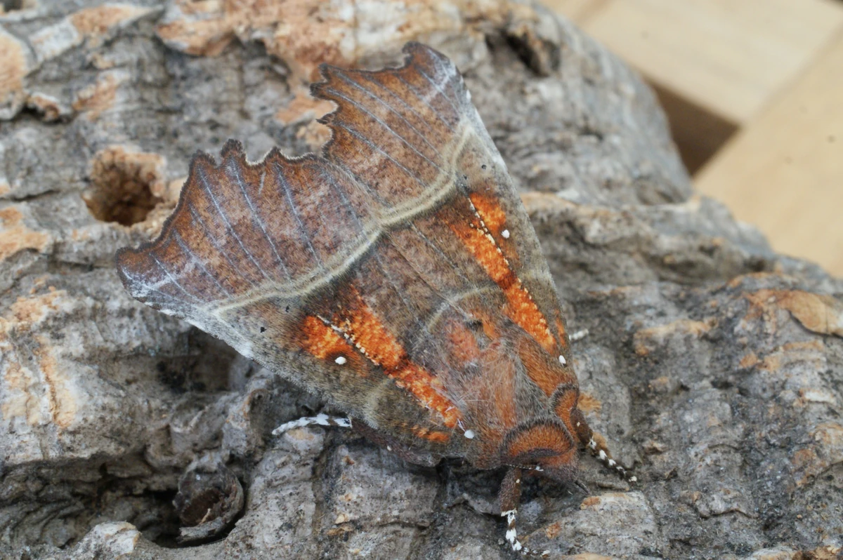 Herald | British Wildlife Wiki | Fandom