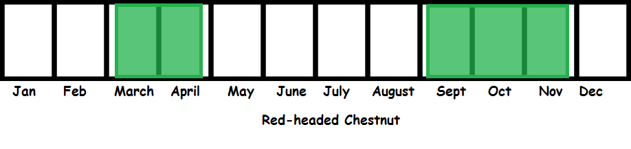Red-headed Chestnut | British Wildlife Wiki | Fandom