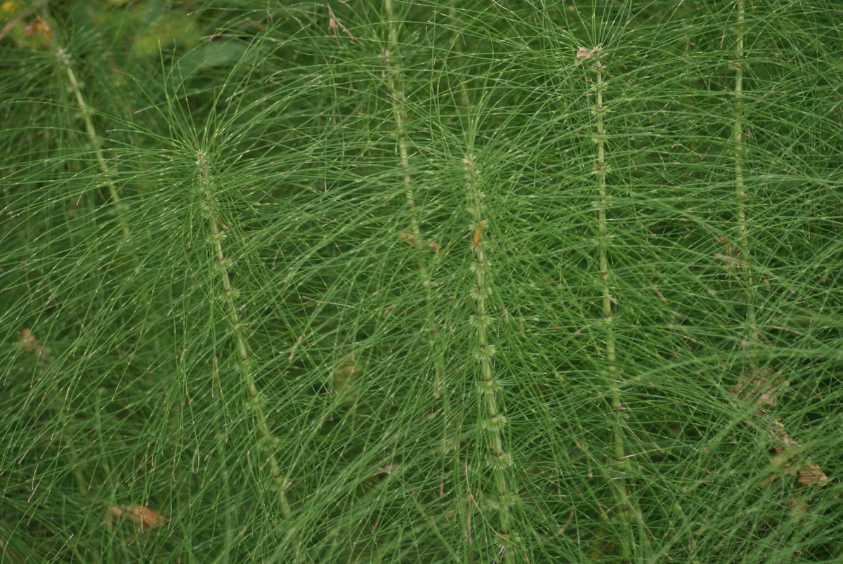 Water Horsetail | British Wildlife Wiki | Fandom