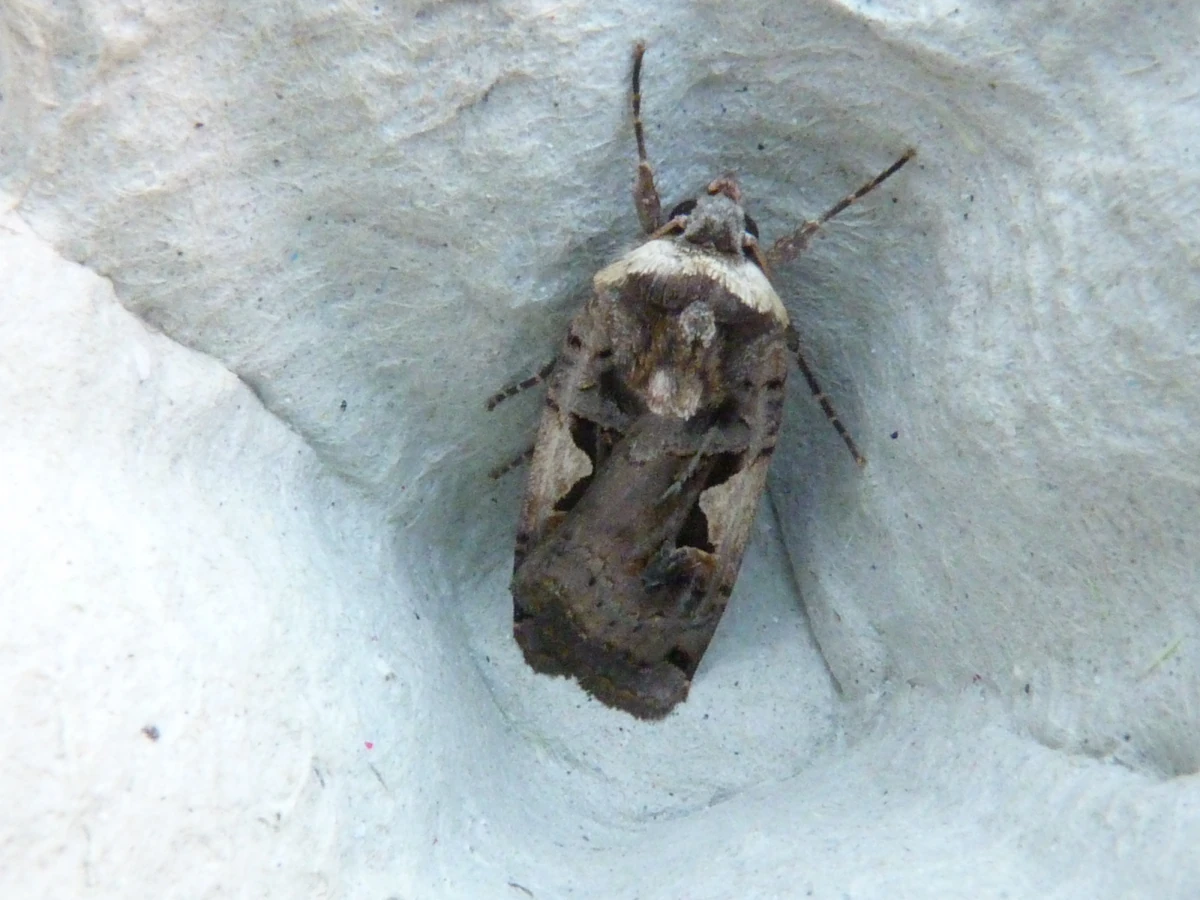 Setaceous Hebrew Character | British Wildlife Wiki | Fandom