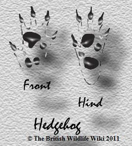 Hedgehog Tracks | British Wildlife Wiki | Fandom