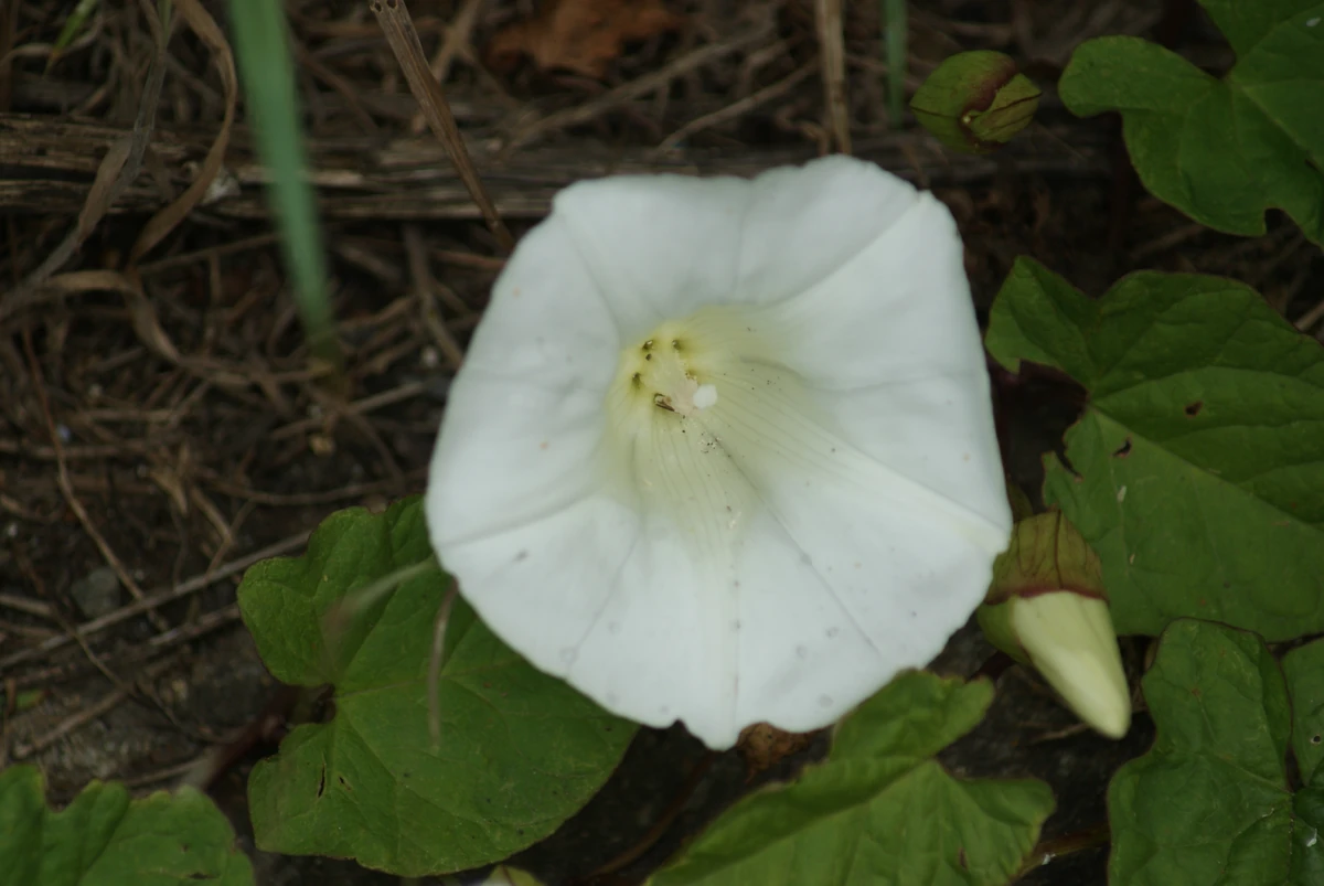Hedge Bindweed | British Wildlife Wiki | Fandom