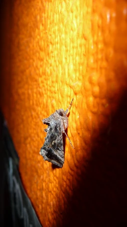 Silver Y | British Wildlife Wiki | Fandom